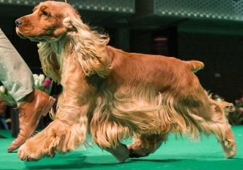 Angol cocker spániel