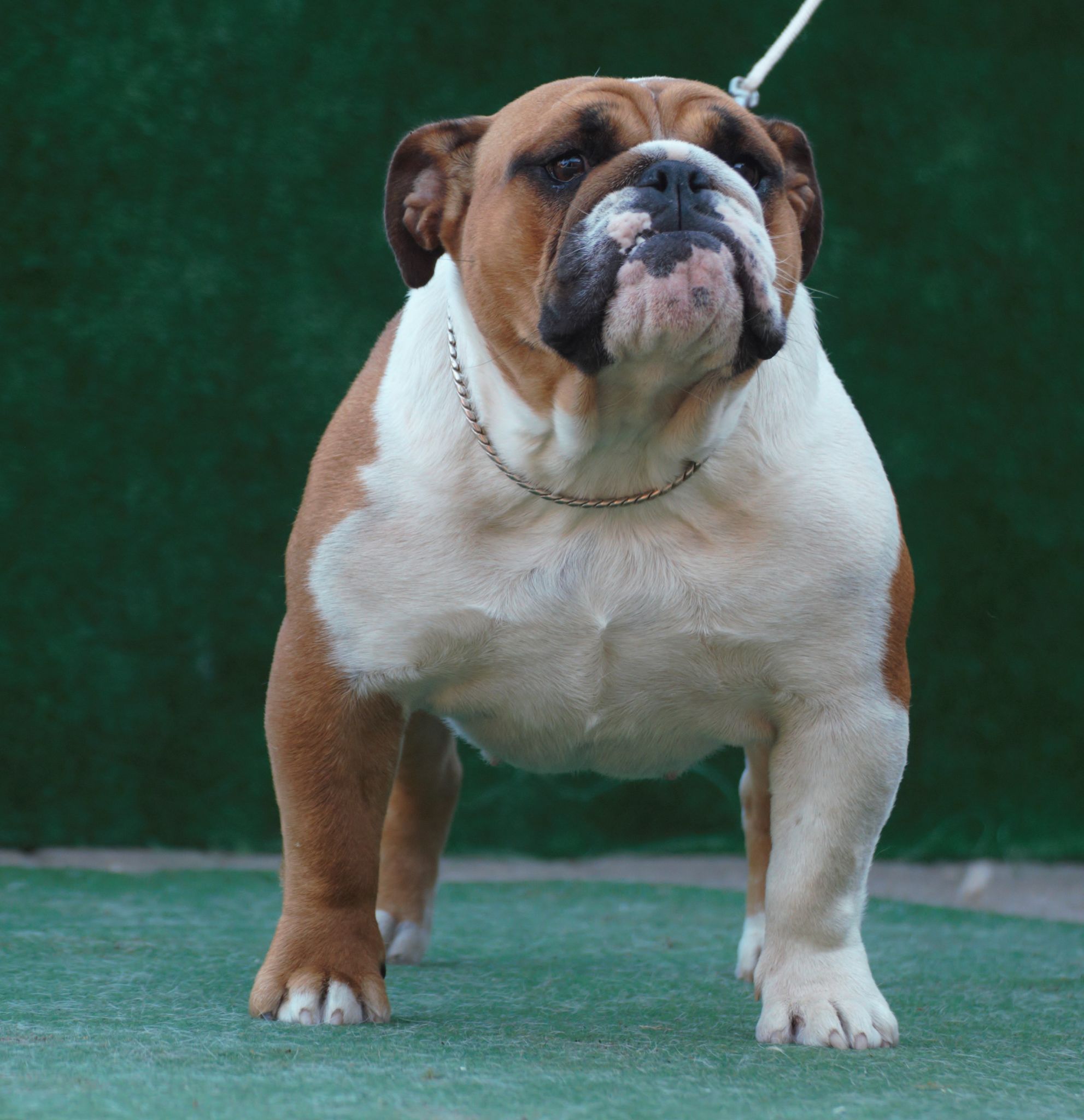 Angol bulldog
