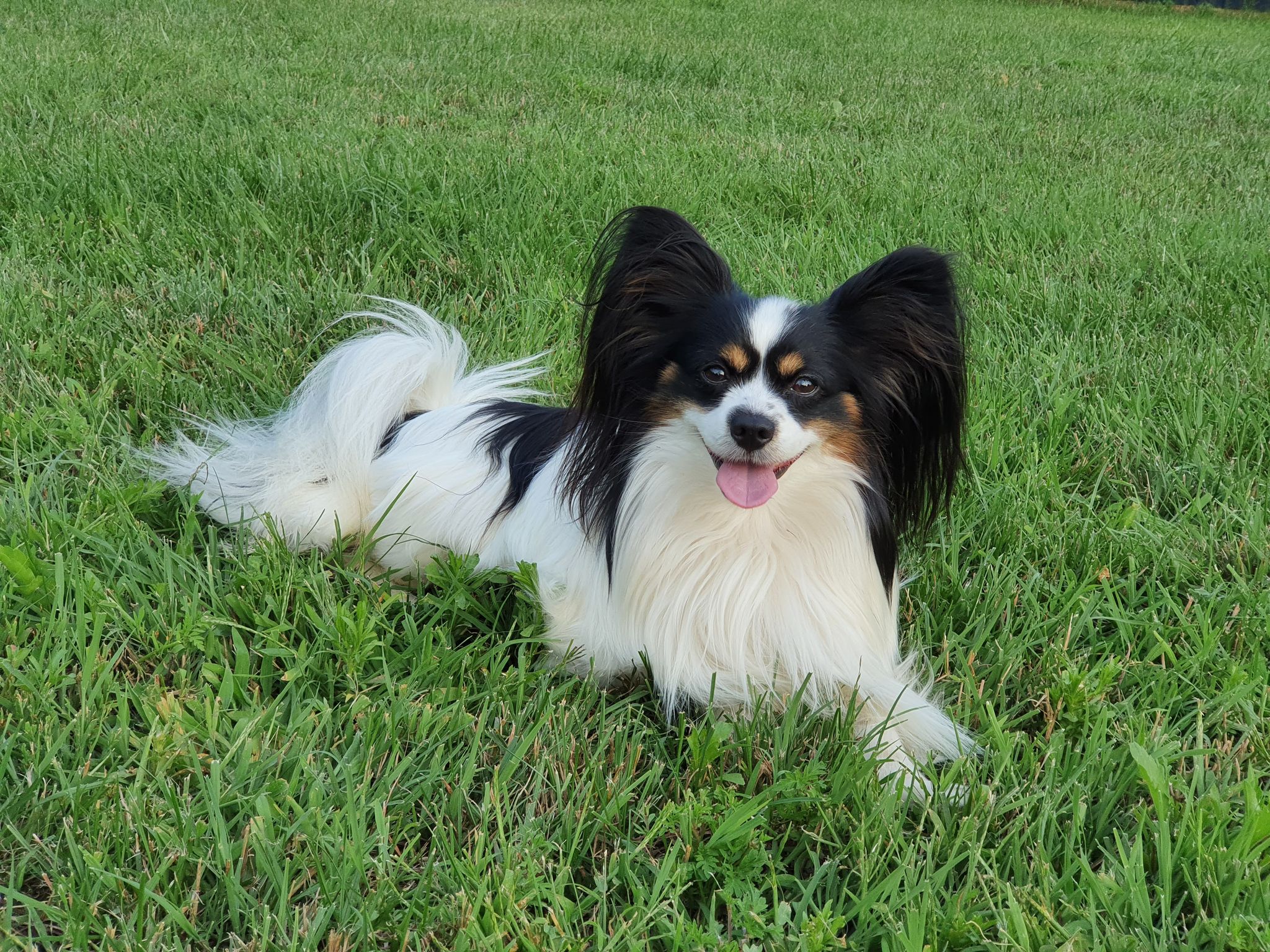 Papillon